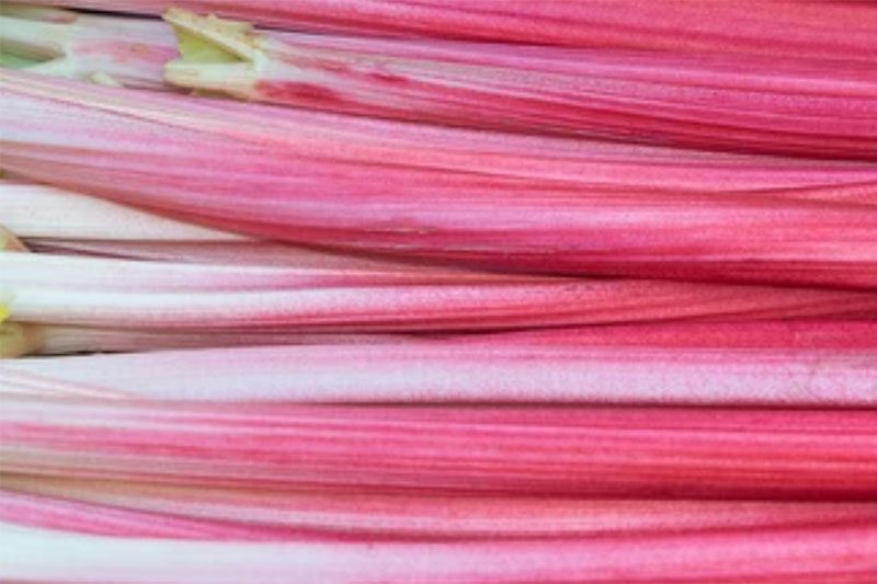 British Produce & Recipes – Forced Rhubarb | British Farm Stays